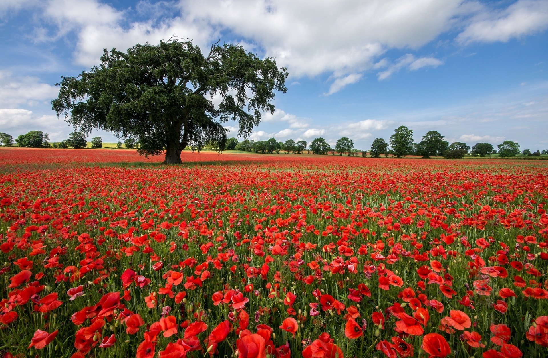 Coquelicot Full HD Fond d'écran and Arrière-Plan | 2048x1340 | ID:544251