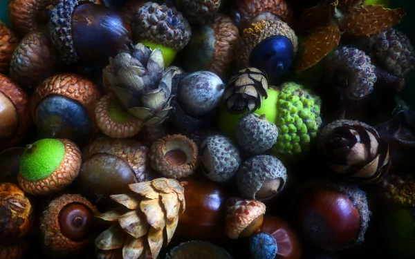 Download Leaf Nature Acorn HD Wallpaper