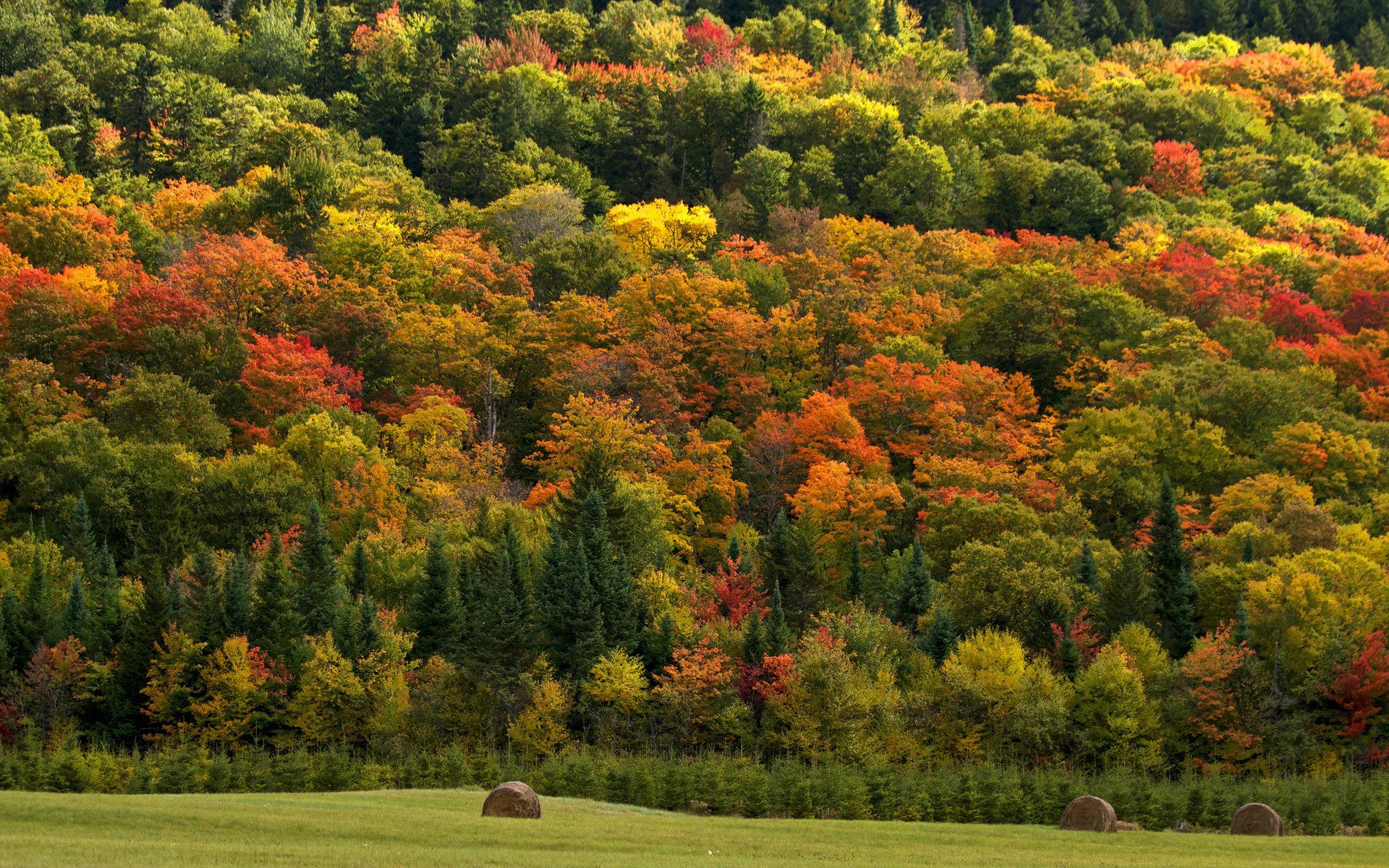 Download Nature Fall HD Wallpaper