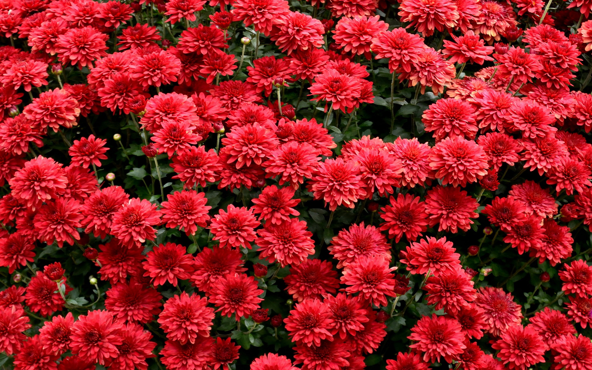 Vibrant Red Blossoms: Stunning Nature HD Flower Wallpaper