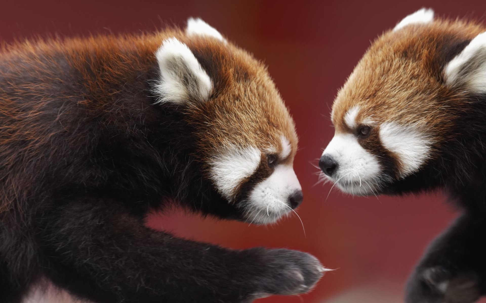 Panda Roux Full HD Fond d'écran and Arrière-Plan | 1920x1200 | ID:545432