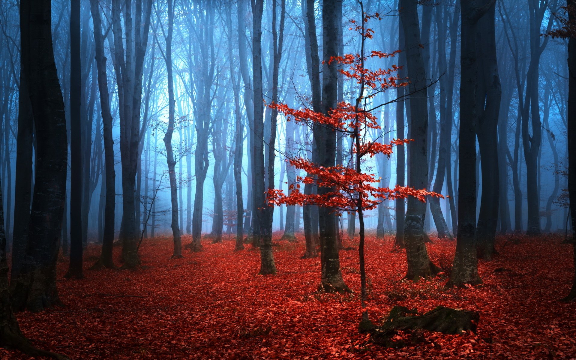 Hd Magical Red Forest