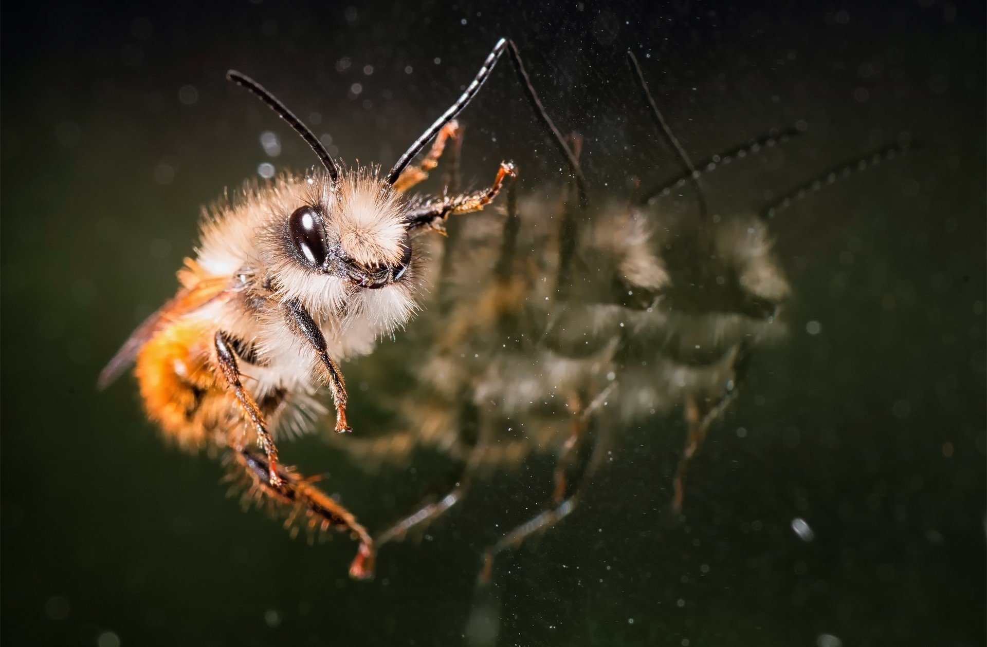 Download Macro Animal Wasp HD Wallpaper | 1920x1260 | Wallpaper Abyss