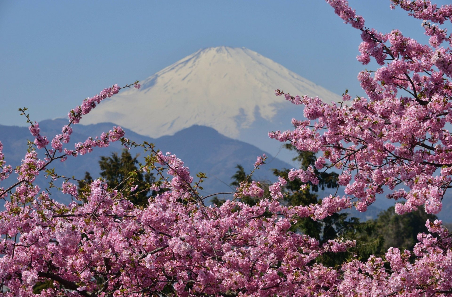 Spring Blossoms of Japan: Sakura with Stunning Mount Fuji HD Wallpaper