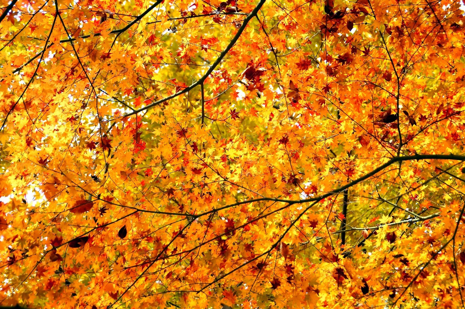 Download Sunshine Leaf Nature Branch HD Wallpaper