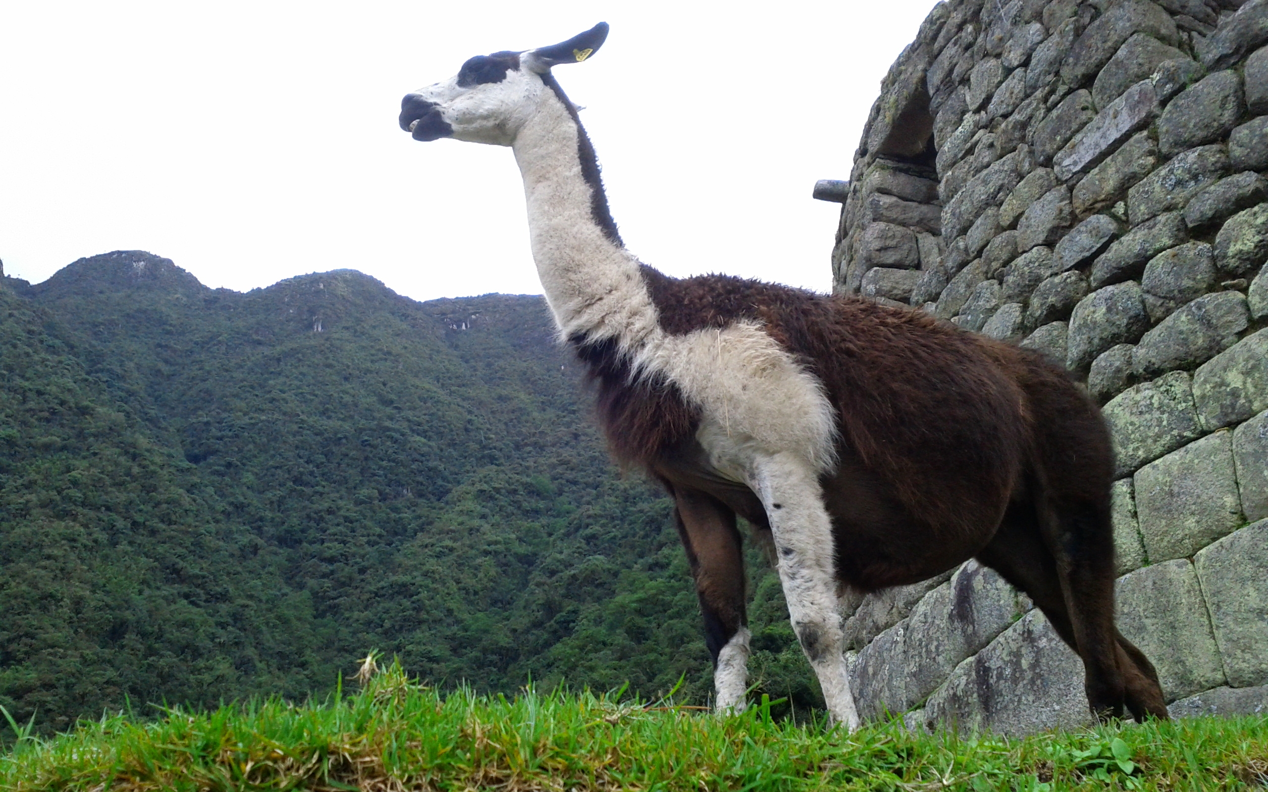Alpaca HD Wallpaper | Background Image | 2560x1600 | ID:548375 ...