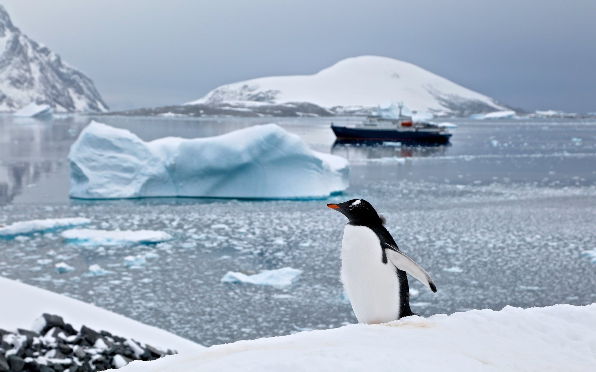 Download Snow Animal Penguin HD Wallpaper