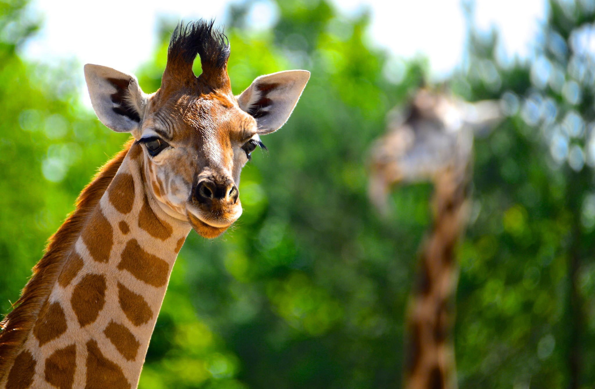 Download Animal Giraffe HD Wallpaper