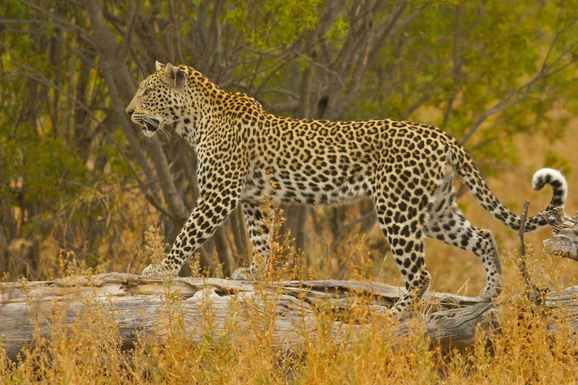 Savanna Leopard Stalking Past Trunk in HD Wildlife Wallpaper