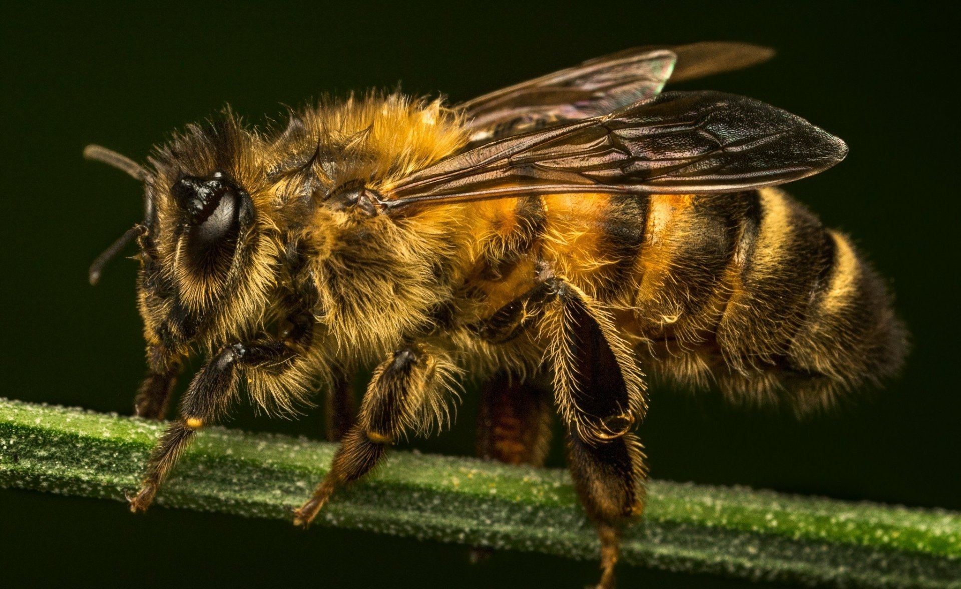 Download Macro Animal Bee HD Wallpaper | 2048x1254 | Wallpaper Abyss
