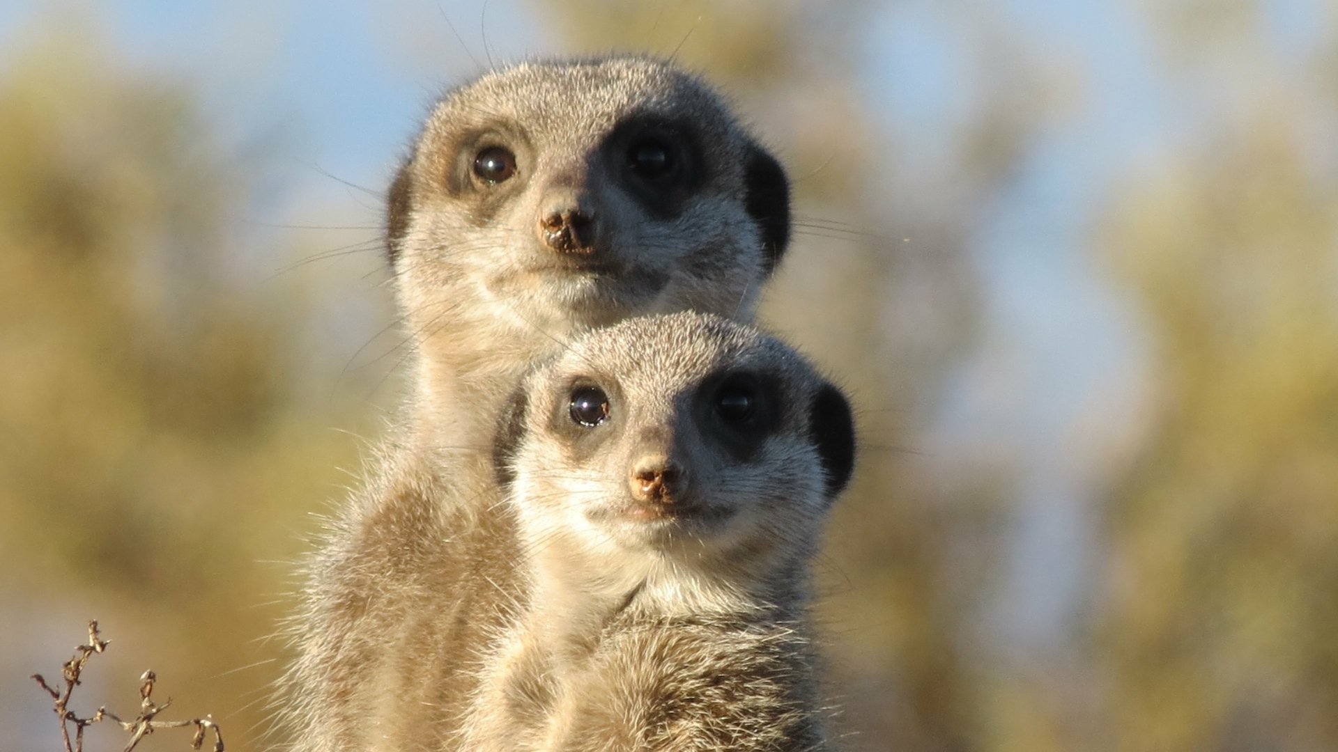 Download Animal Meerkat 4k Ultra HD Wallpaper by Peter Stuart Mill