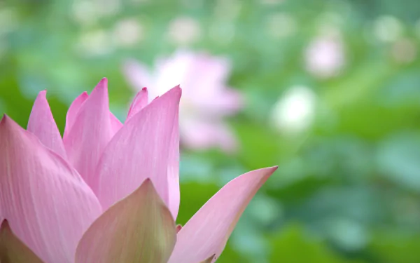 [50+] Lotus 4k Wallpapers