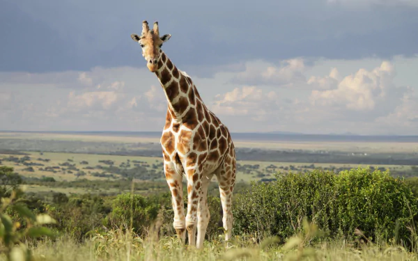 Serene Safari: Giraffe HD Wallpaper by patrika