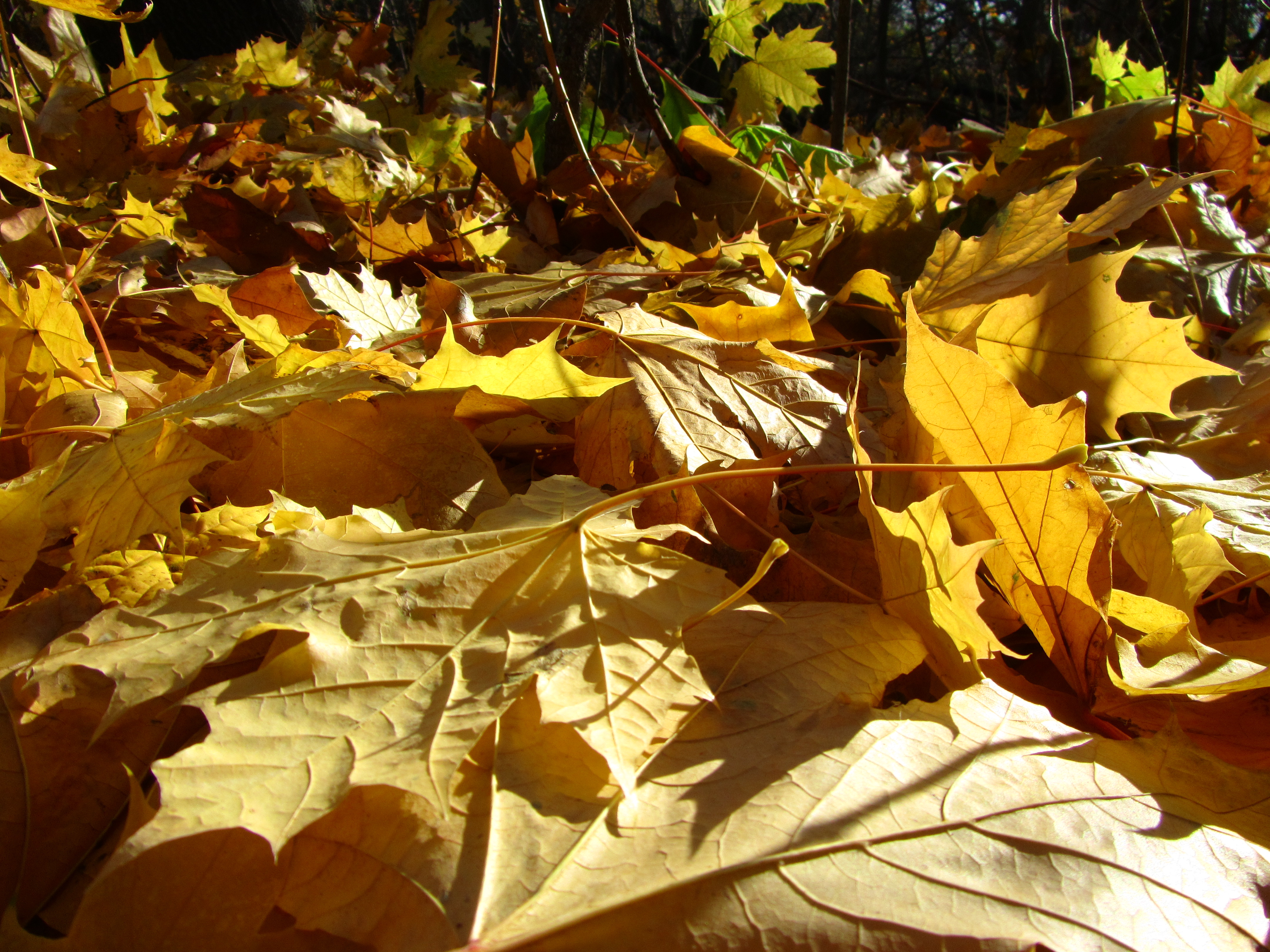 Download Nature Leaf 4k Ultra HD Wallpaper by Vergilius