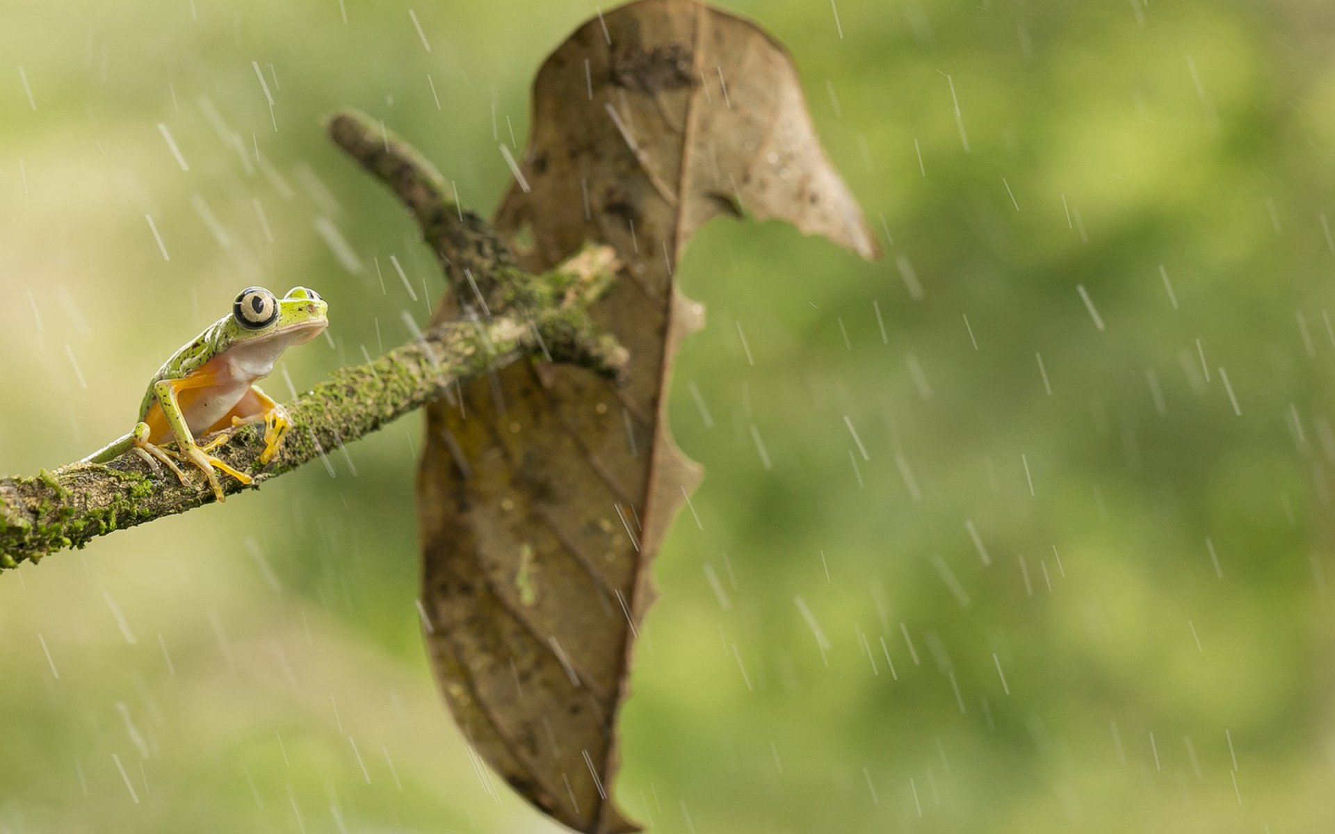 Rain-Kissed Frog on Leaf | Stunning HD Animal Wallpaper