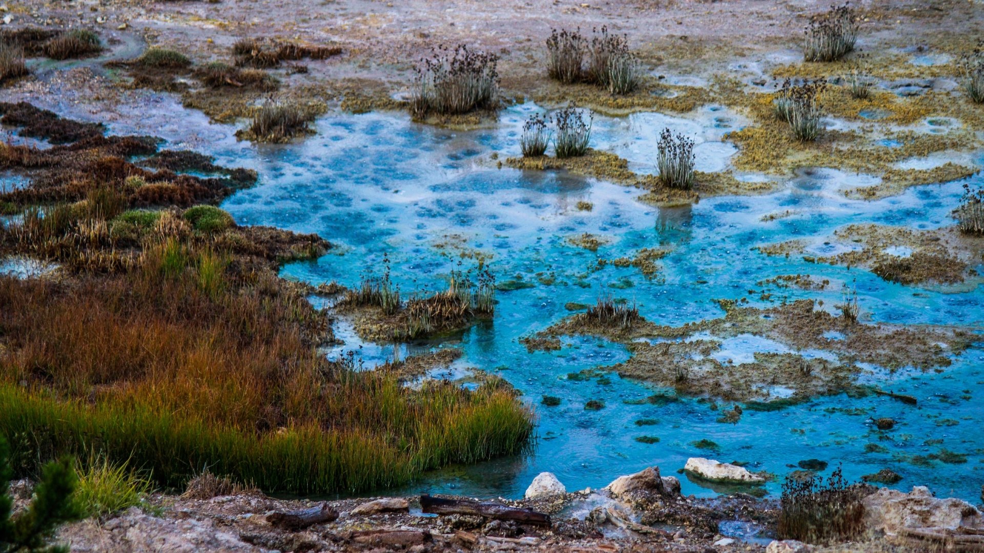 Download Nature Swamp HD Wallpaper