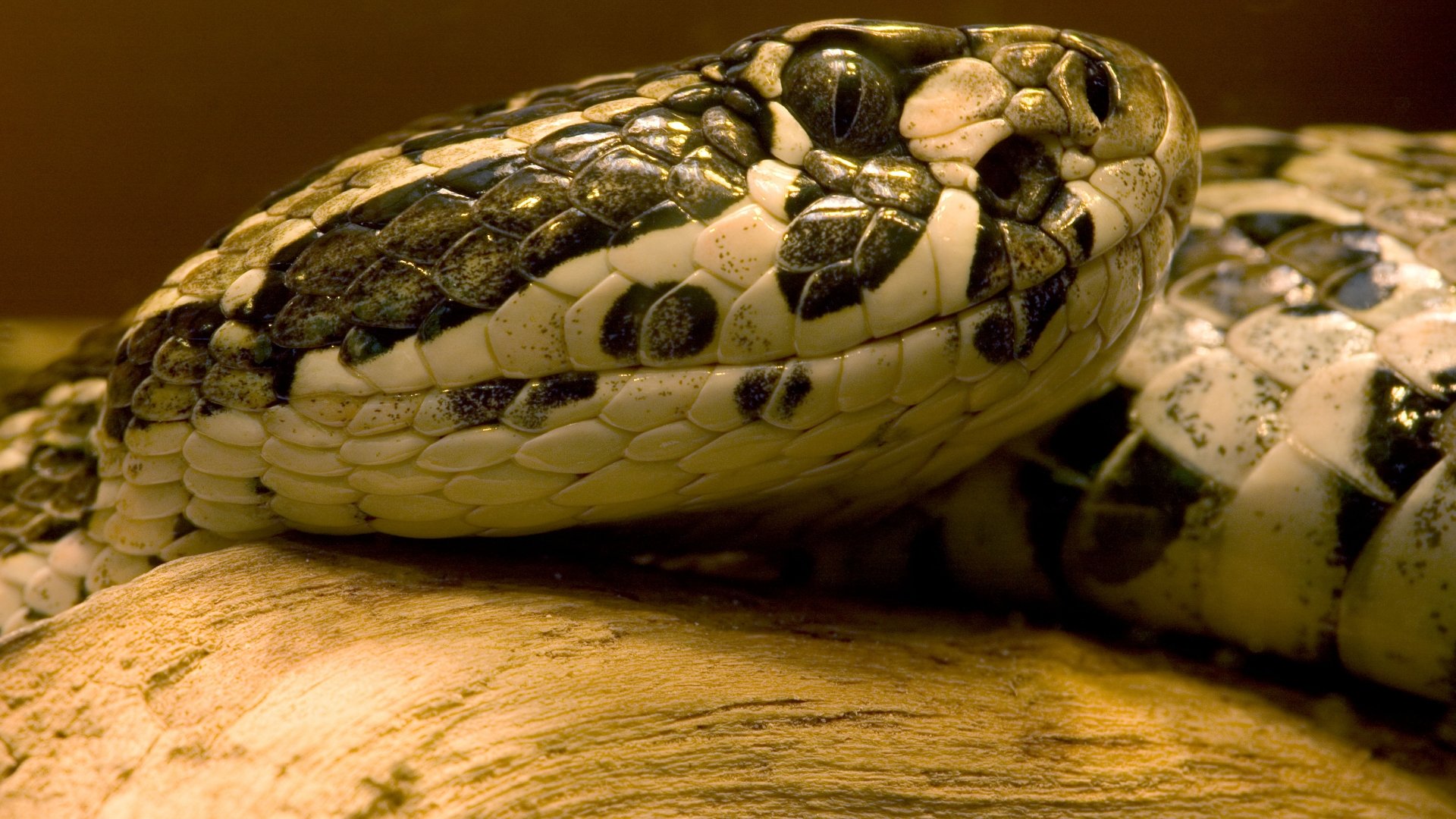 Striking Snake: A Stunning 4K Ultra HD Wallpaper