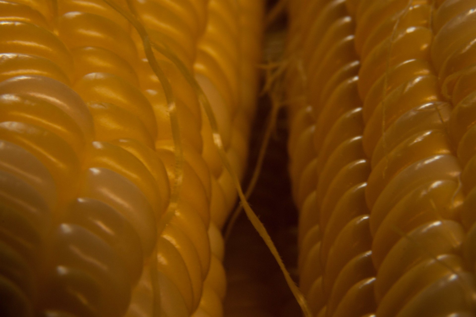 Download Food Corn 4k Ultra HD Wallpaper