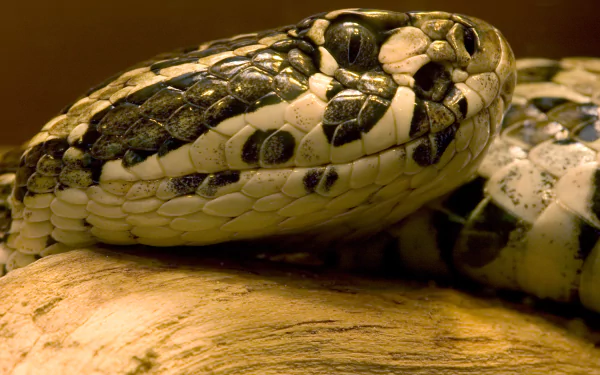 [70+] Snake 4k Wallpapers