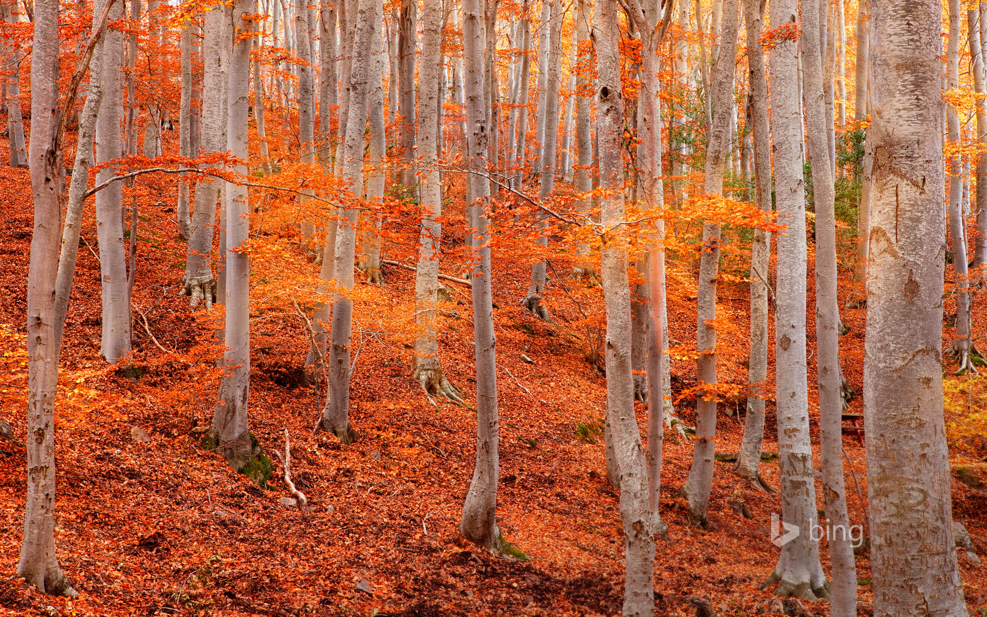 Nature Fall HD Wallpaper By David Santiago Garcia nature-fall-hd-wallpaper-by-david-santiago-garcia