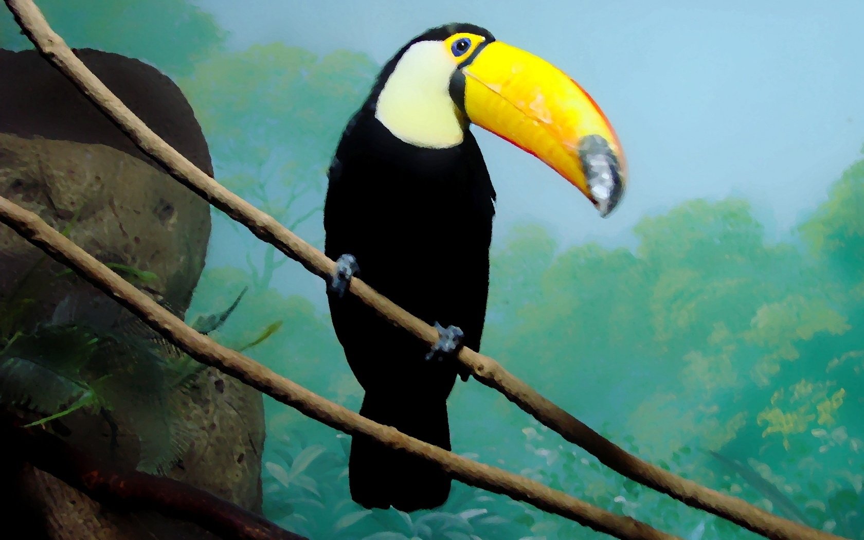 Download Animal Toucan Wallpaper | 1680x1050 | Wallpaper Abyss