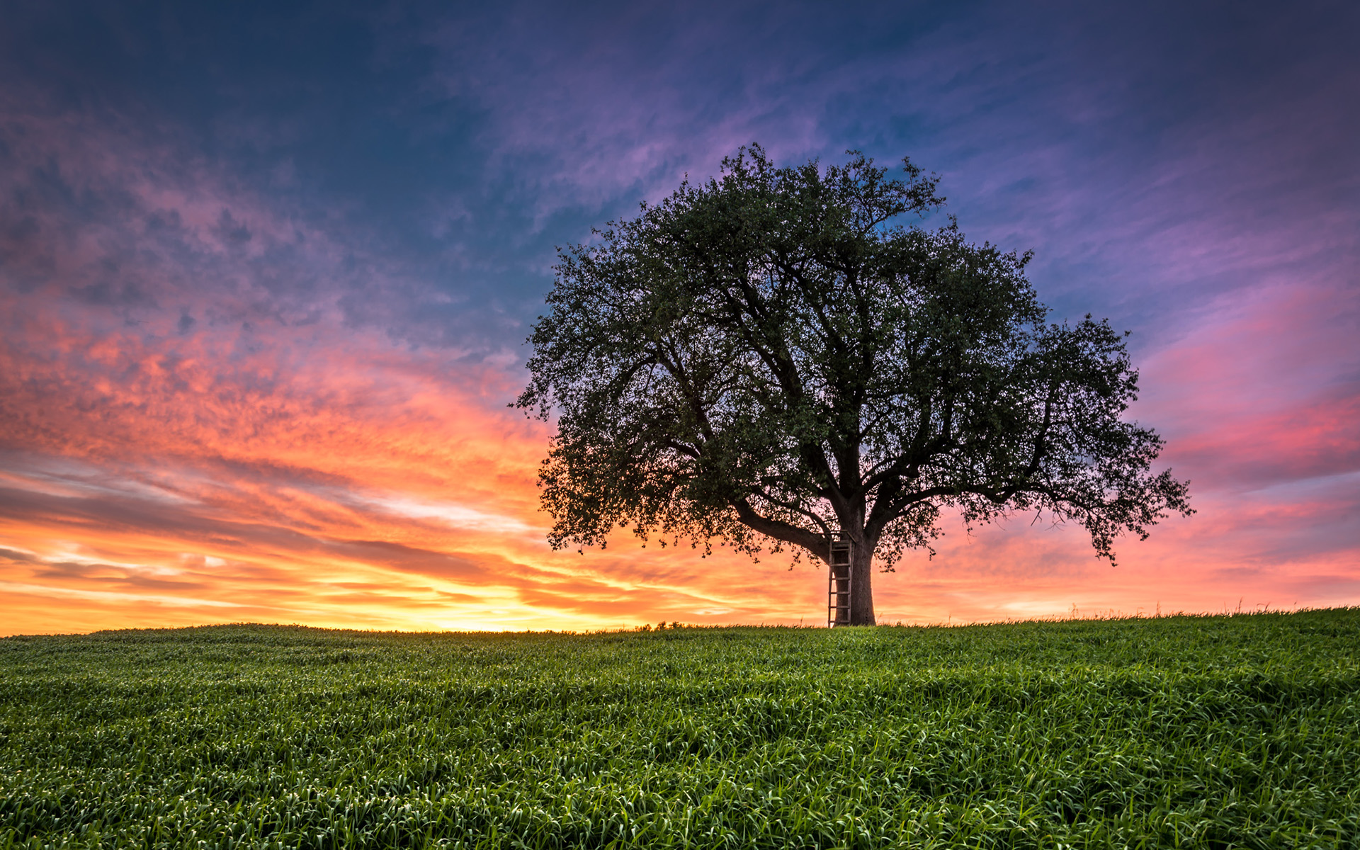 Download Nature Tree HD Wallpaper by Andreas Wonisch