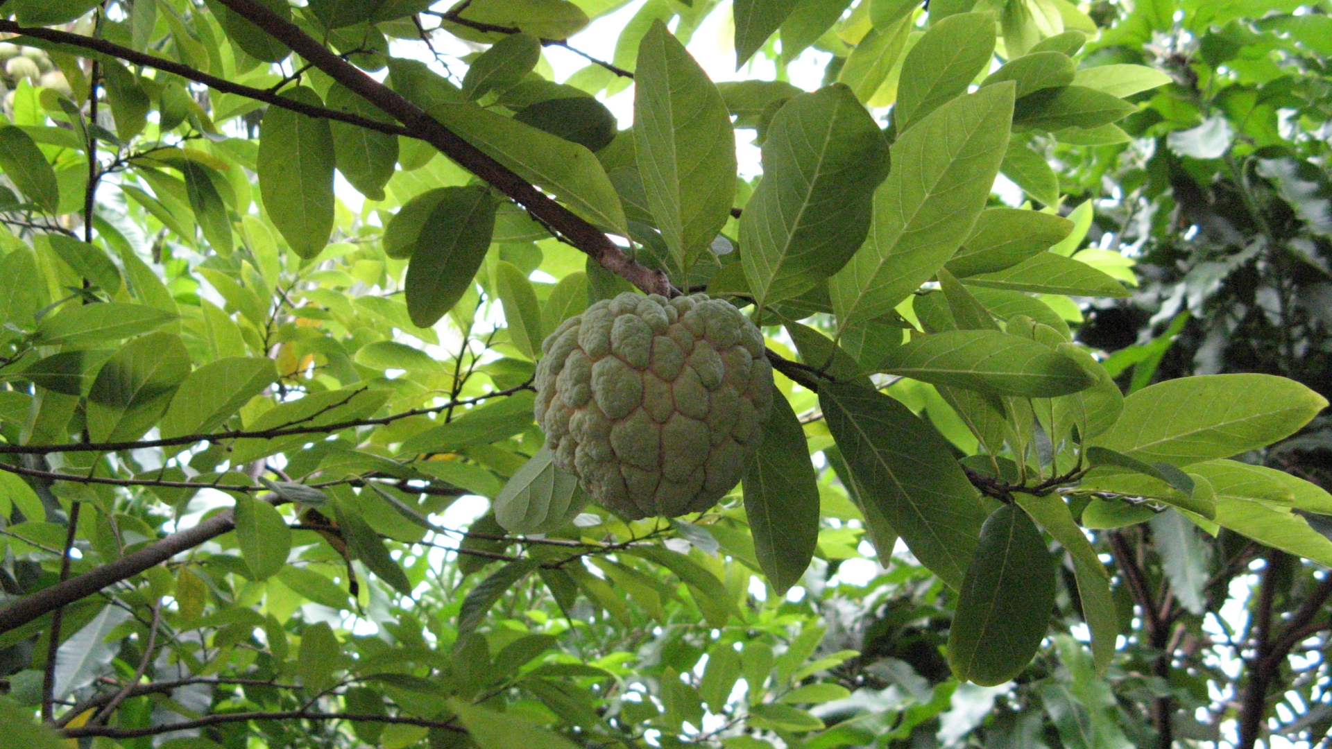 Sugar Apple HD Wallpaper | Background Image | 1920x1200