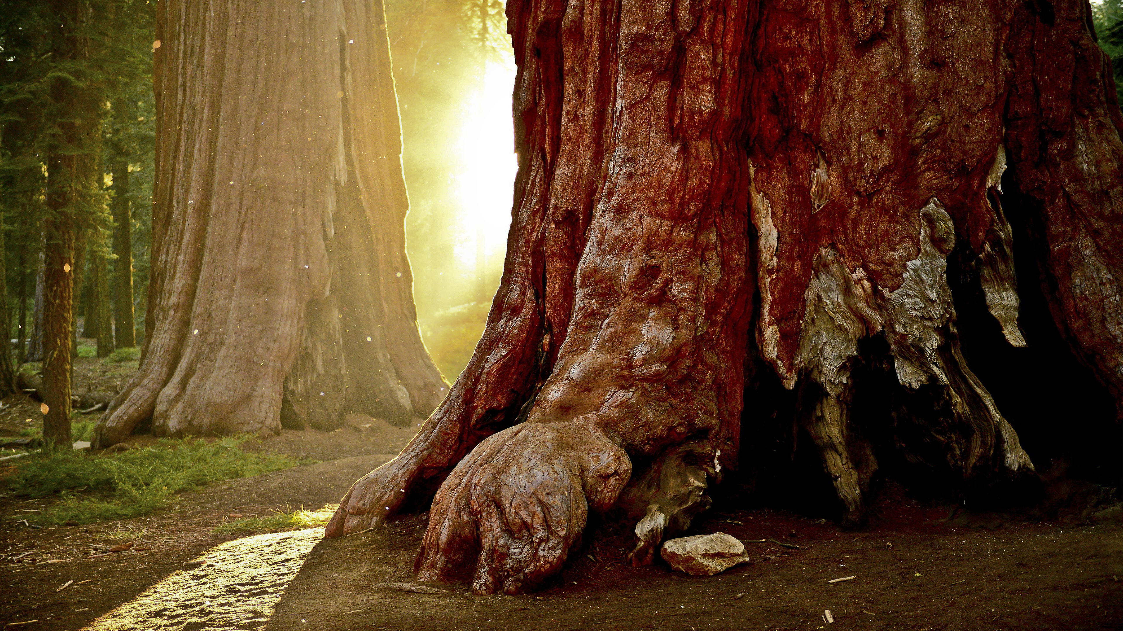 Download Nature Tree 4k Ultra HD Wallpaper