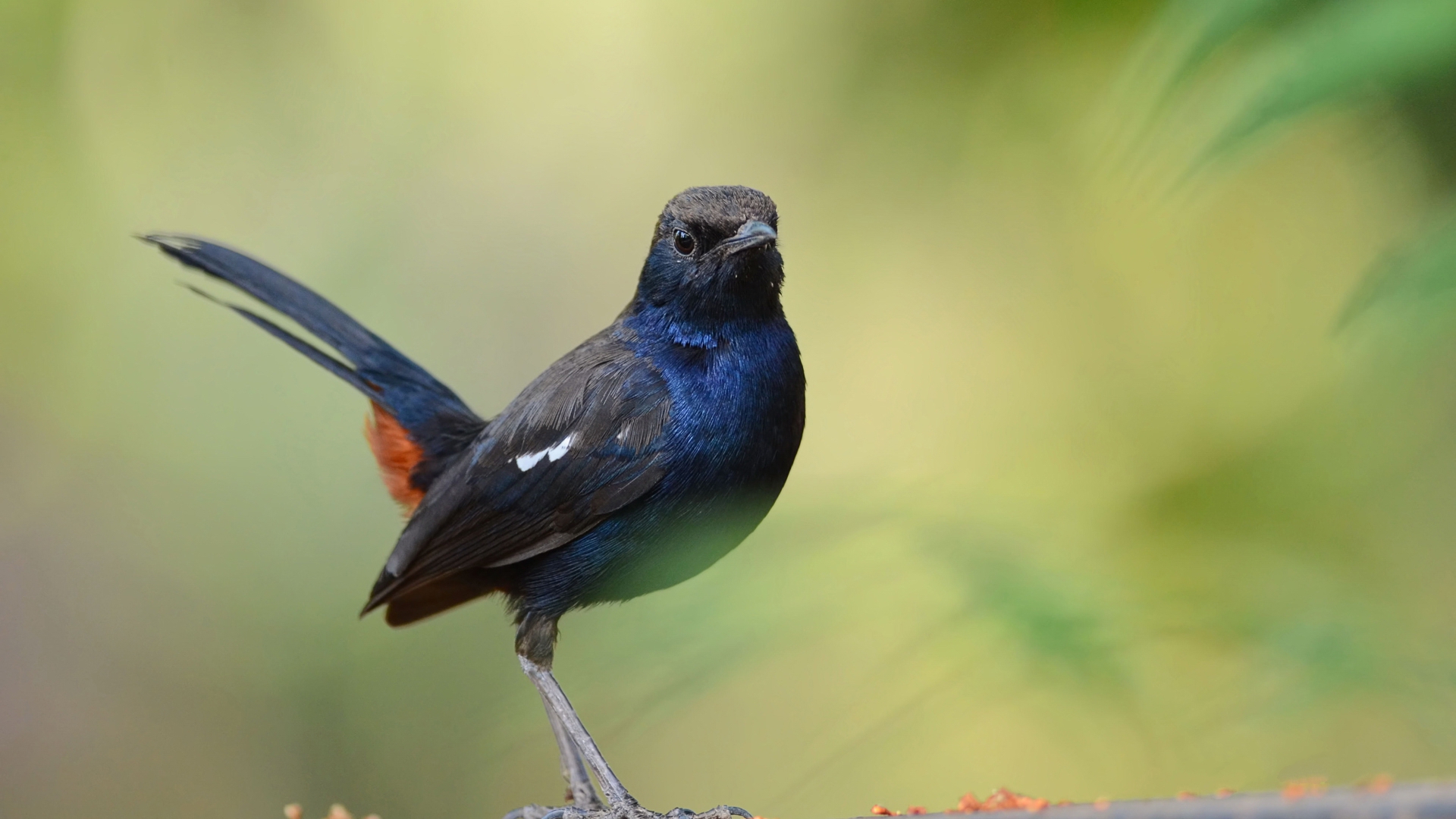 Download Animal Bird HD Wallpaper