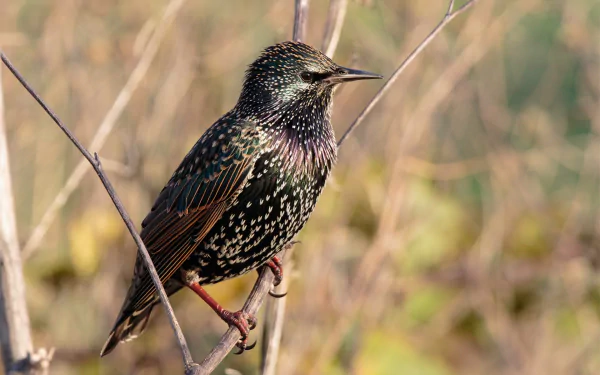 Download Bird Animal Starling HD Wallpaper