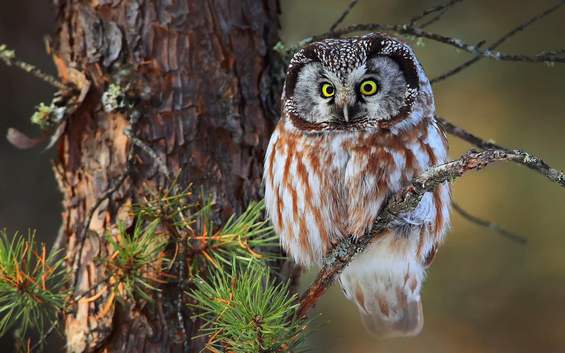 Majestic Owl HD Wallpaper: Nature's Nocturnal Beauty