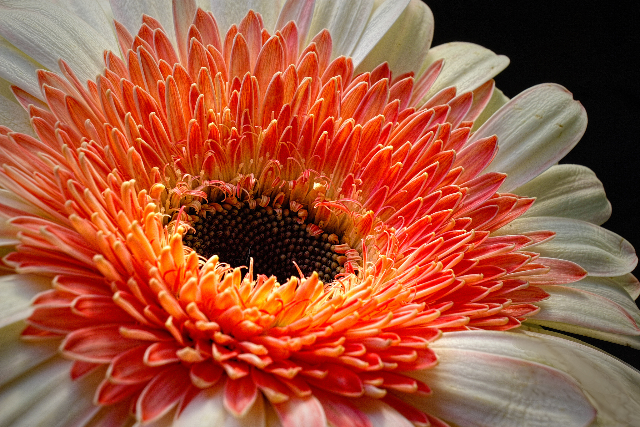 Download Close-up Nature Flower HD Wallpaper