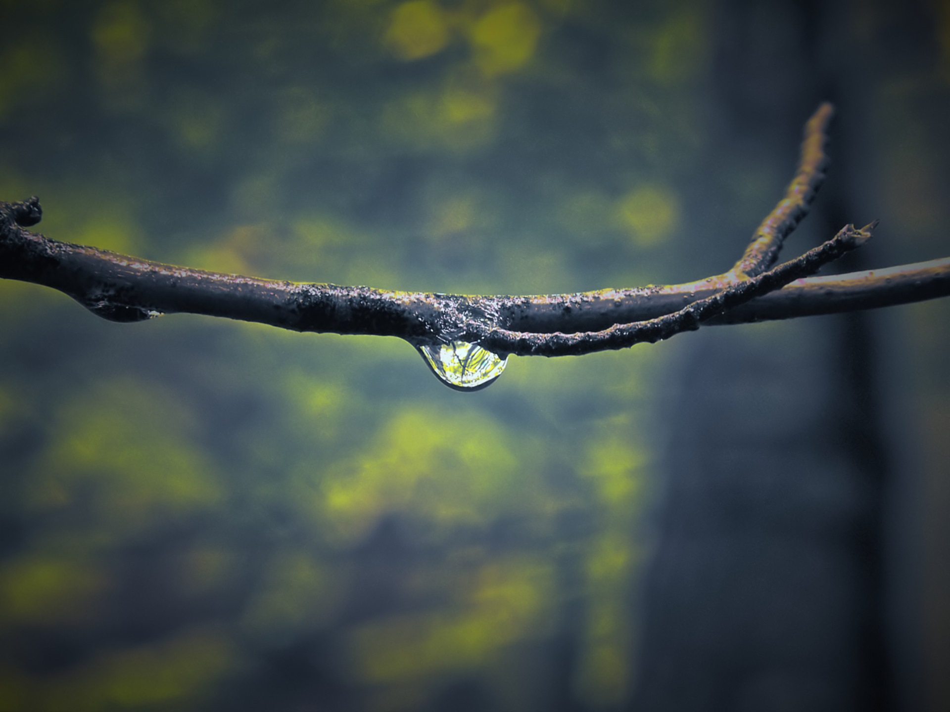 Download Water Nature Macro Water Drop HD Wallpaper