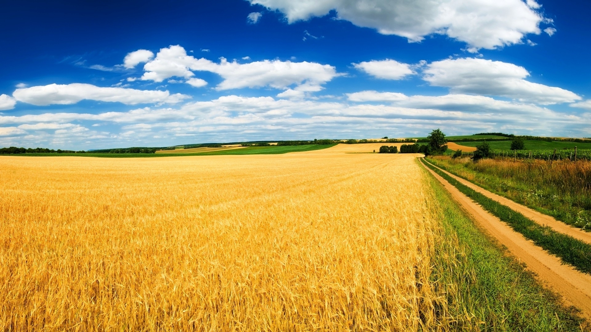 Soft Wheat Field Hd