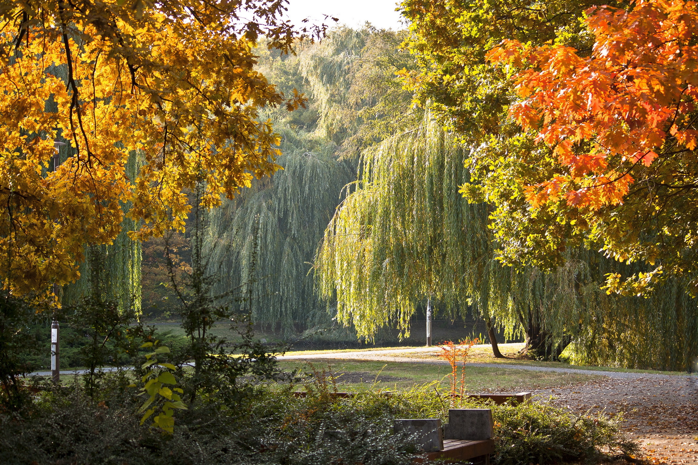 Download Hungary Fall Pond Photography Park HD Wallpaper