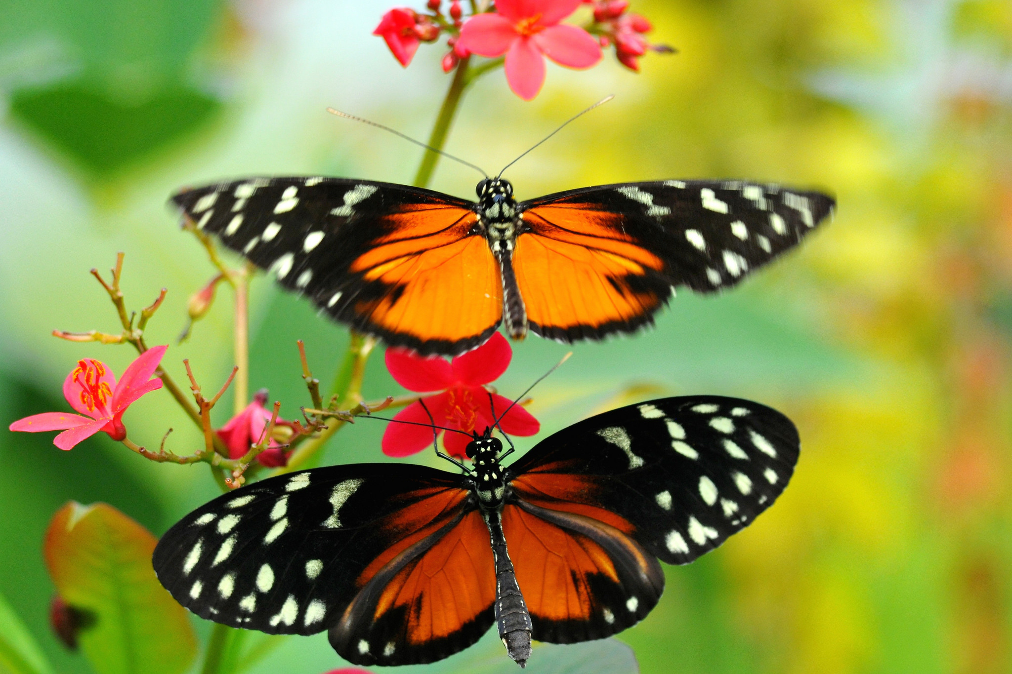 Butterfly HD Wallpaper