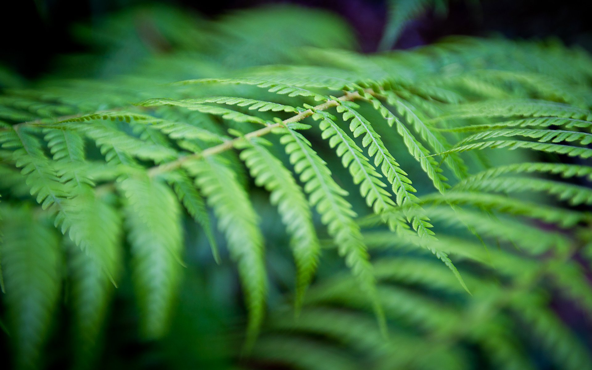 Download Nature Fern HD Wallpaper