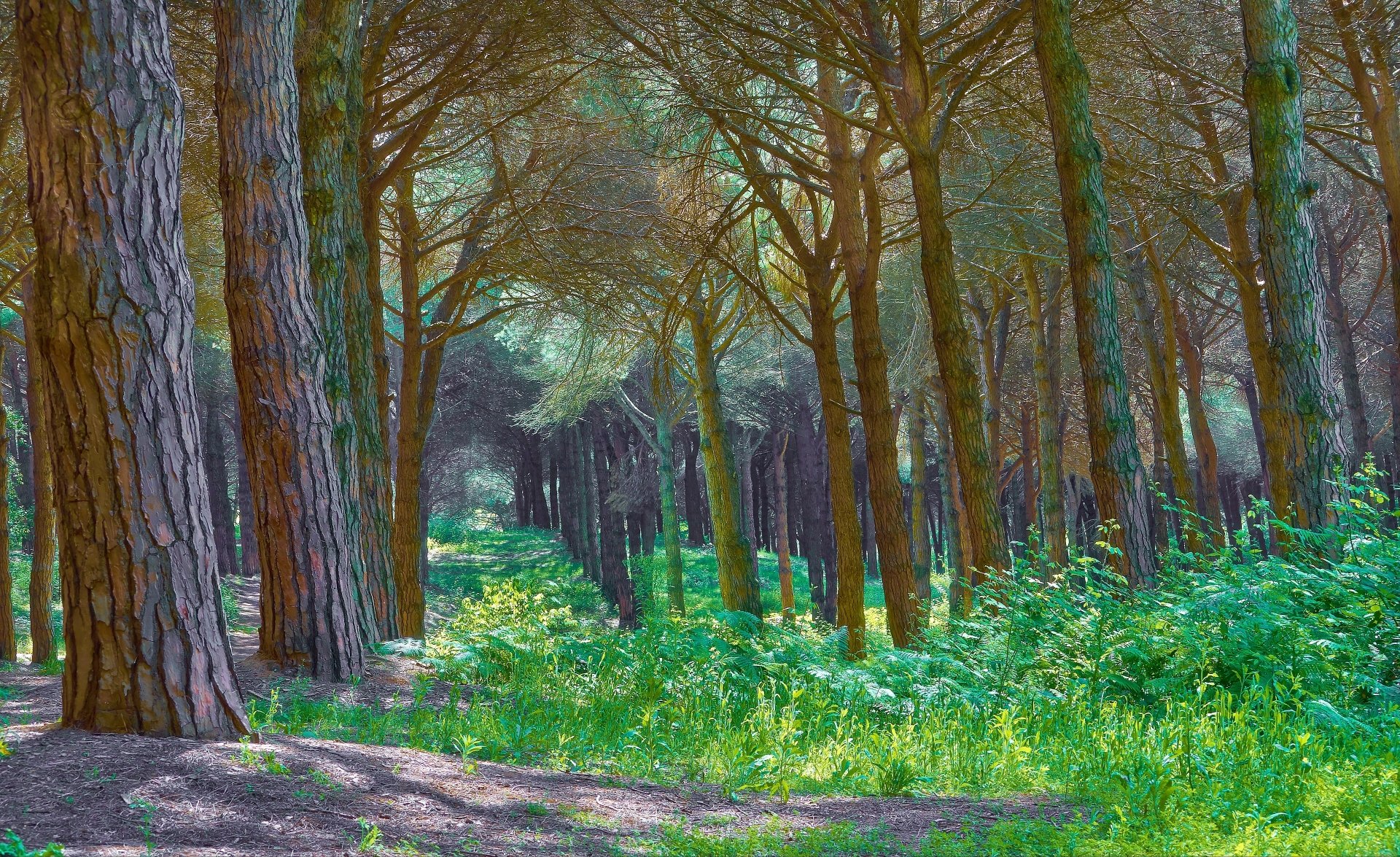 4K Ultra HD Woodland Escape — Lush Forest Nature Wallpaper | 3840x2350 ...