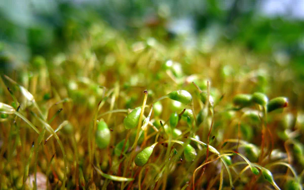 [170+] Moss 4k Wallpapers