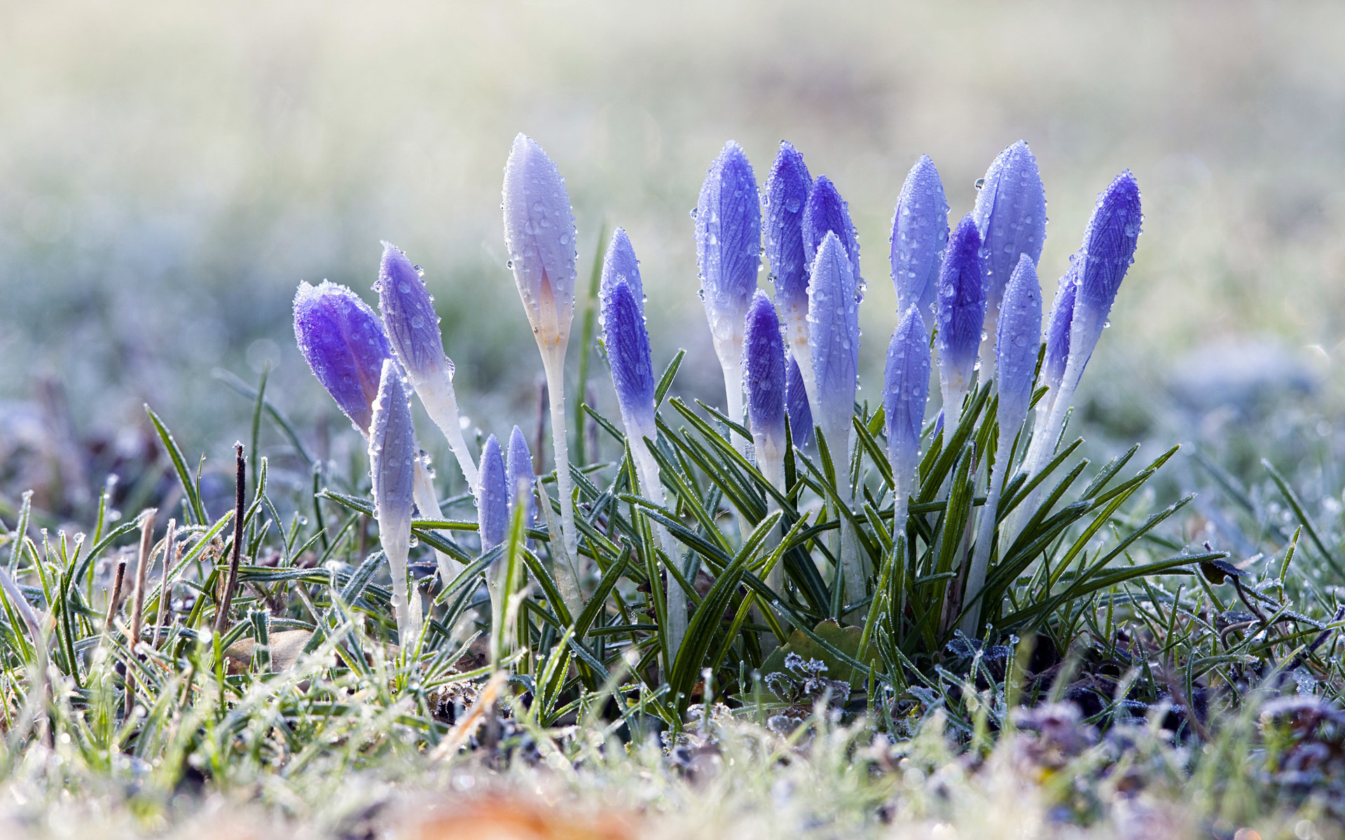 Crocus In Snow Widescreen Computer Wallpaper 967 Crocus In Snow Stock
