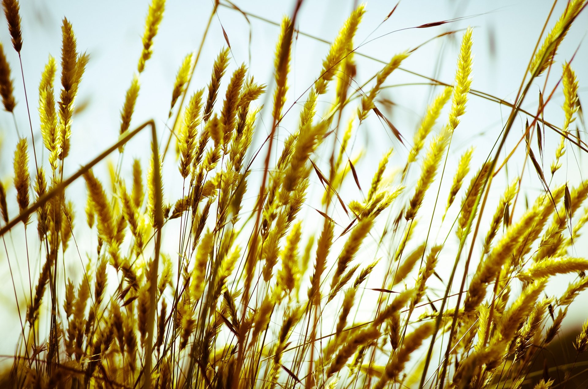 Download Summer Field Macro Nature Wheat 4k Ultra HD Wallpaper by ...