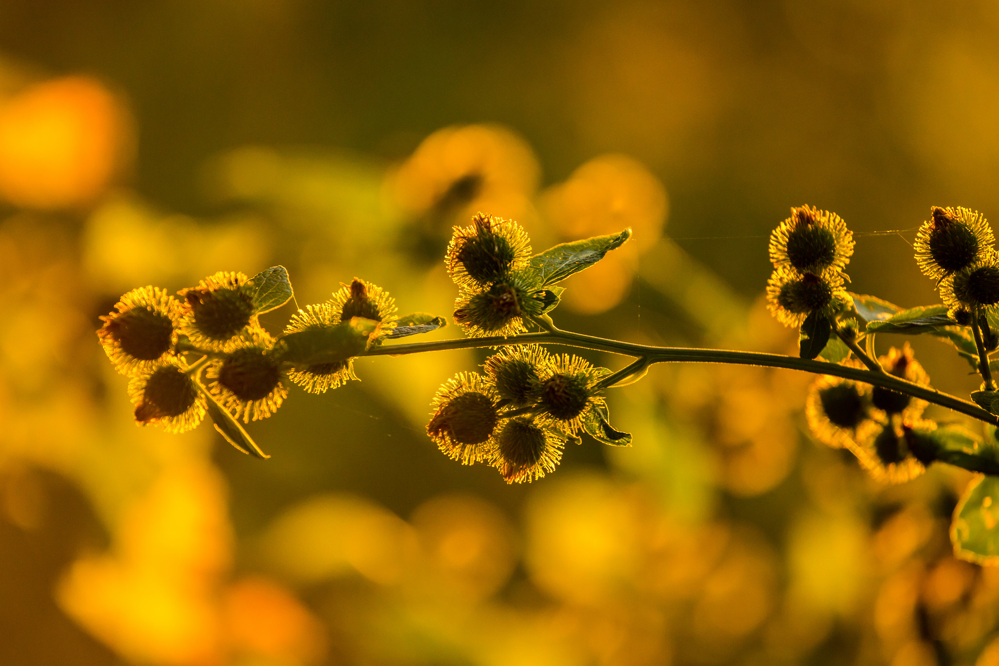 Download Nature Close-up HD Wallpaper