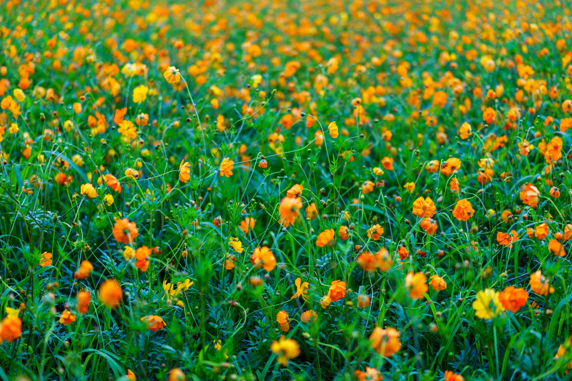 Download Nature Cosmos (Plant) HD Wallpaper