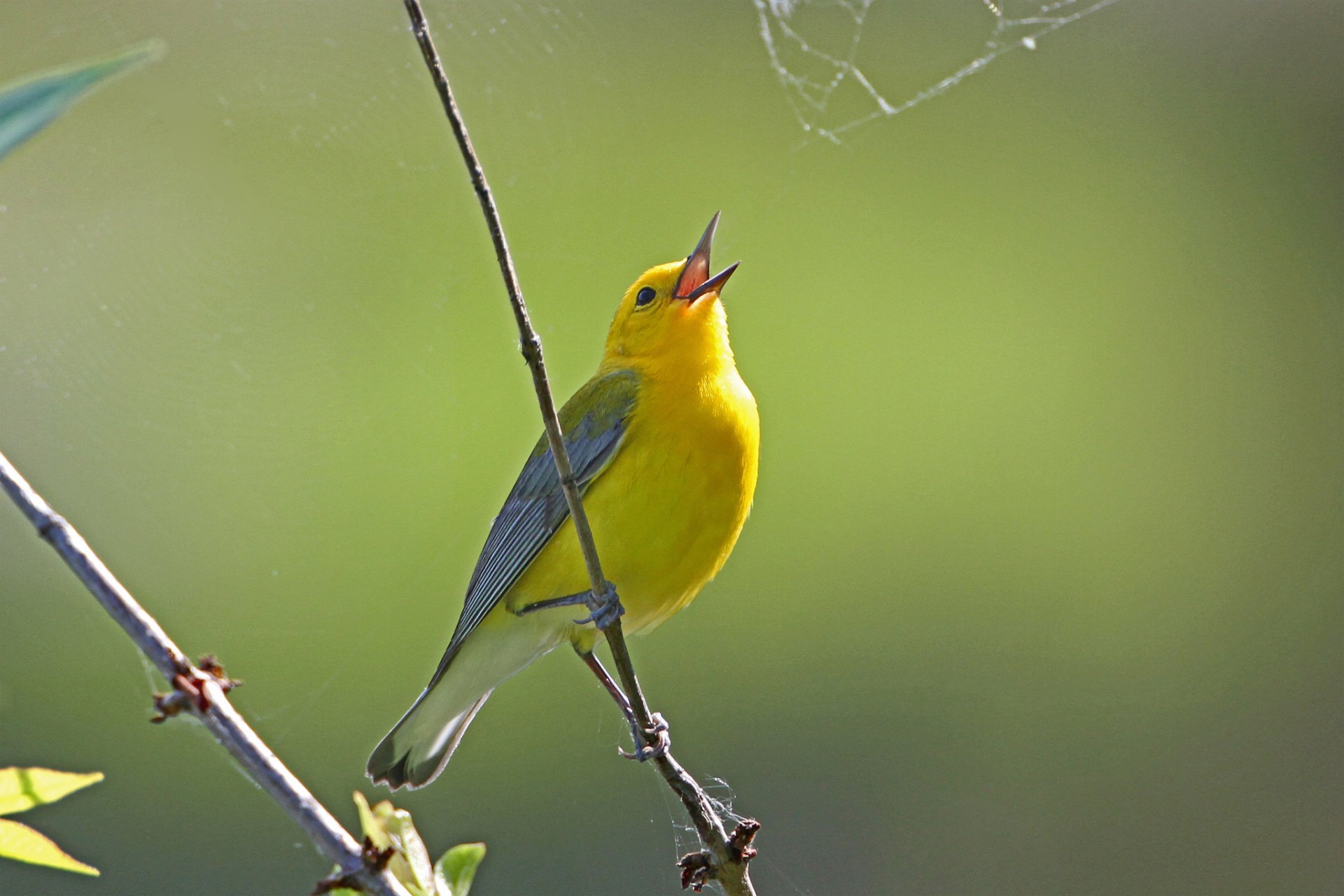 Free Bird Photos Download