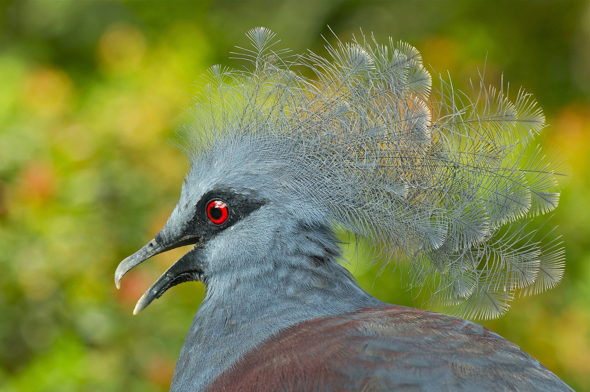 Download Western Crowned Pigeon Animal Pigeon HD Wallpaper
