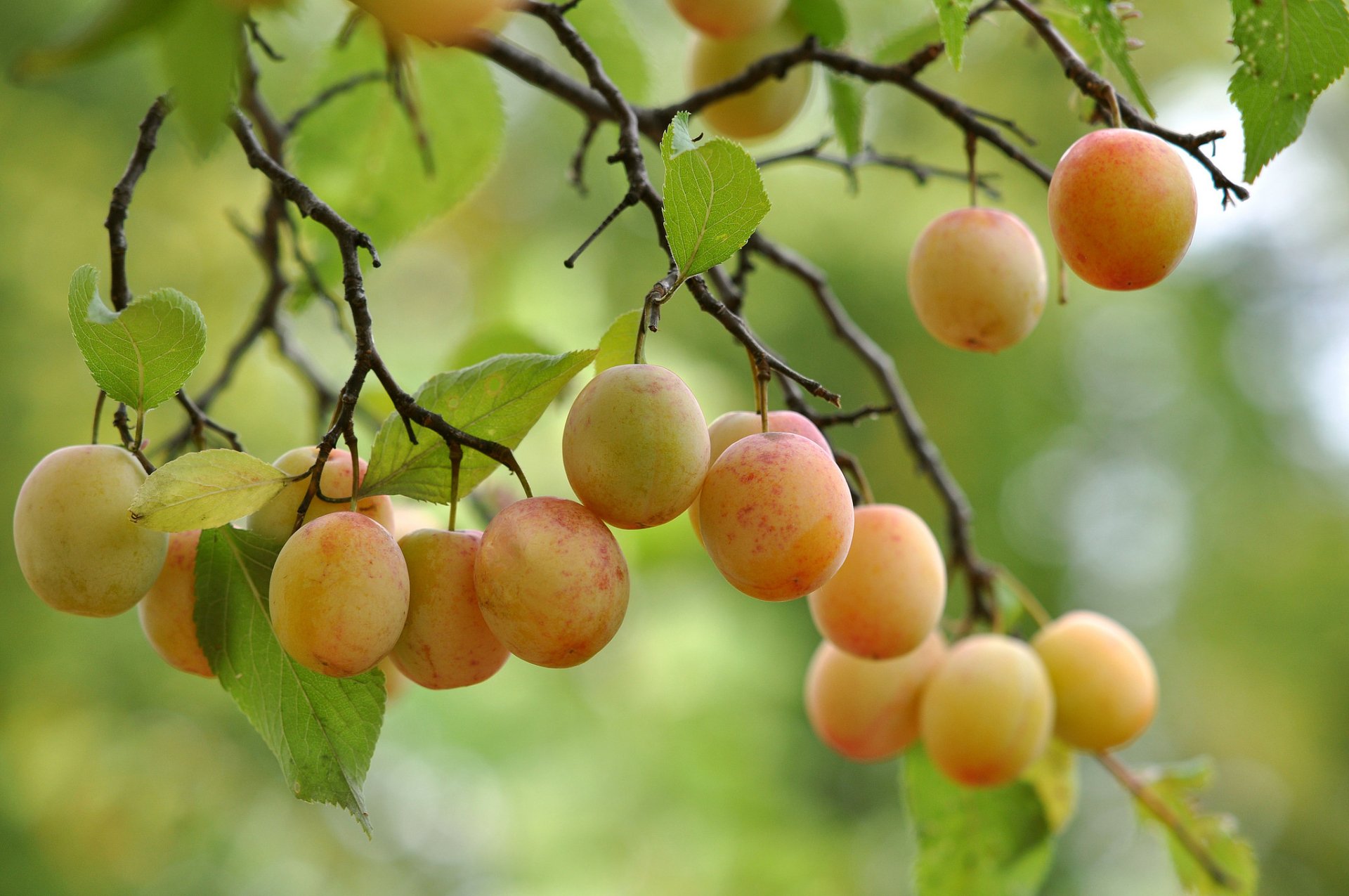 Sun-Kissed Apricots — HD Orchard Wallpaper