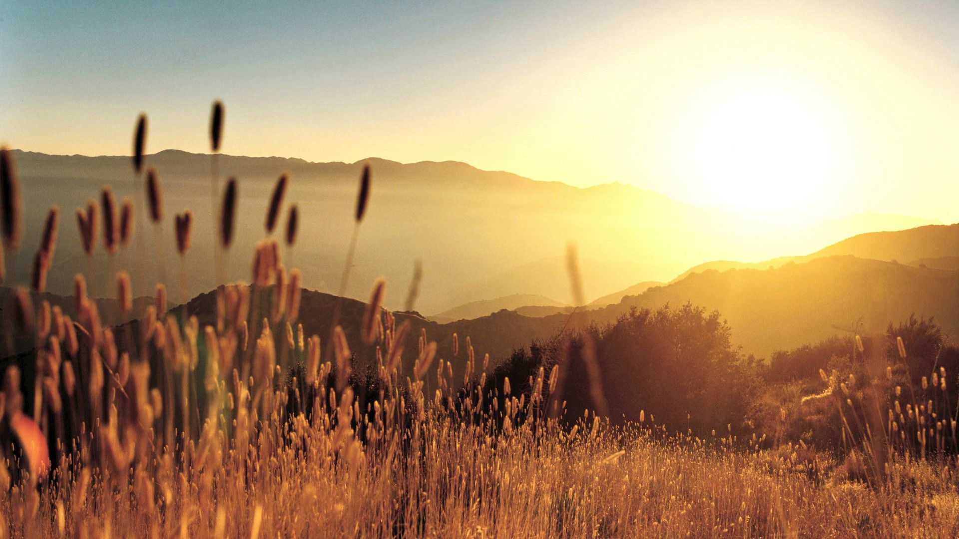 Download Nature Field HD Wallpaper