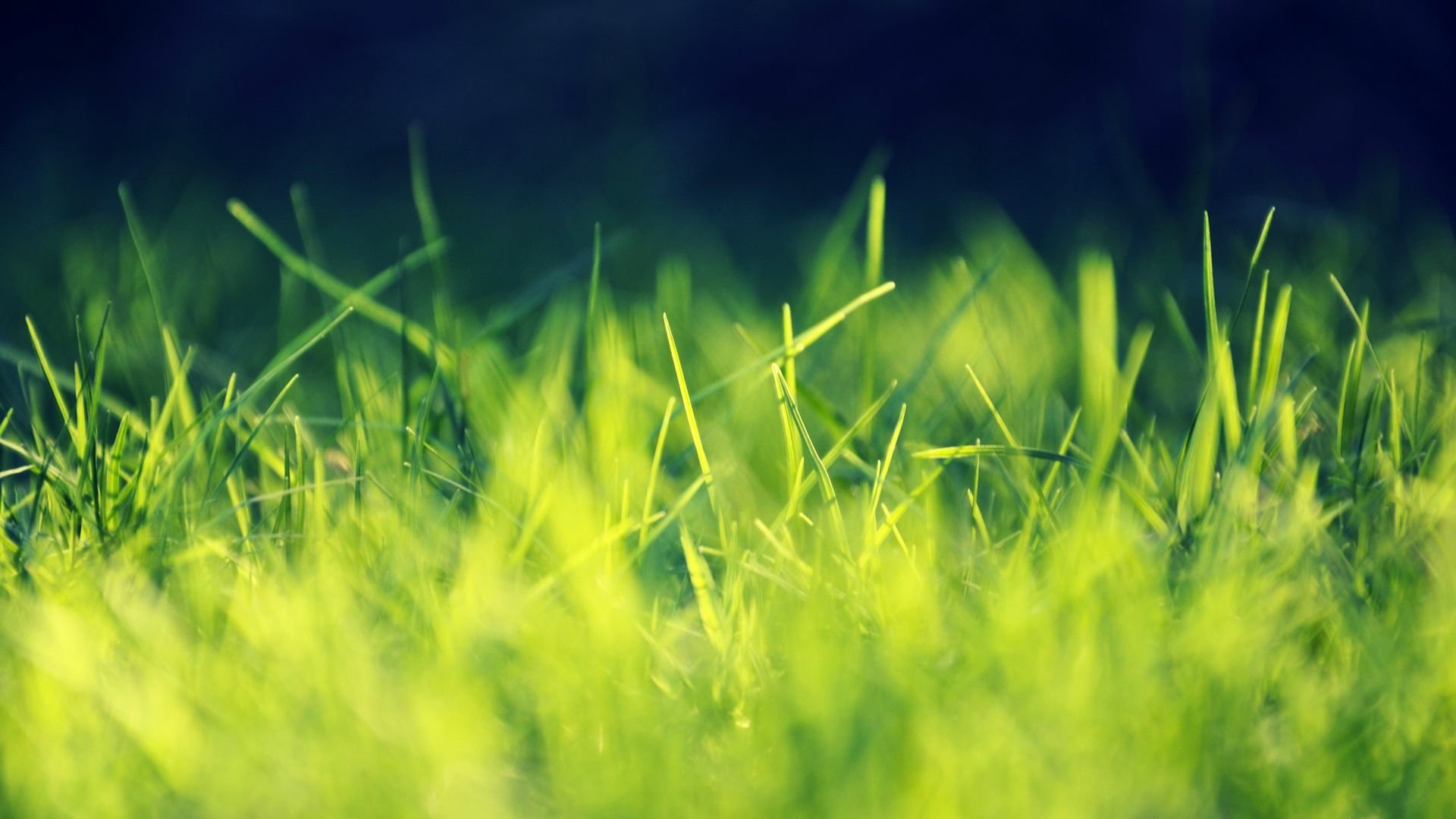 Download Nature Grass HD Wallpaper