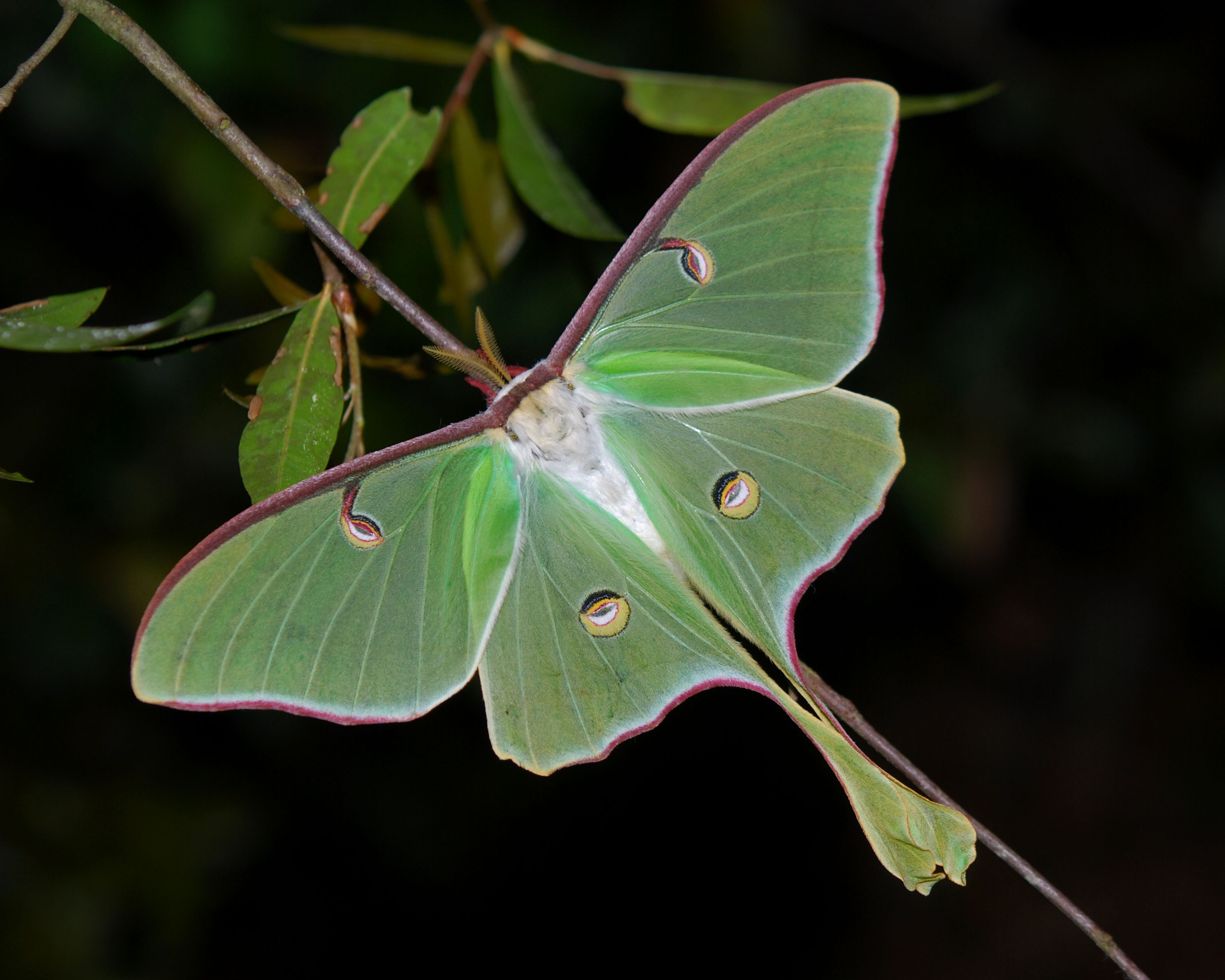 Download Animal Luna Moth HD Wallpaper Download Animal Luna Moth HD Wallpaper