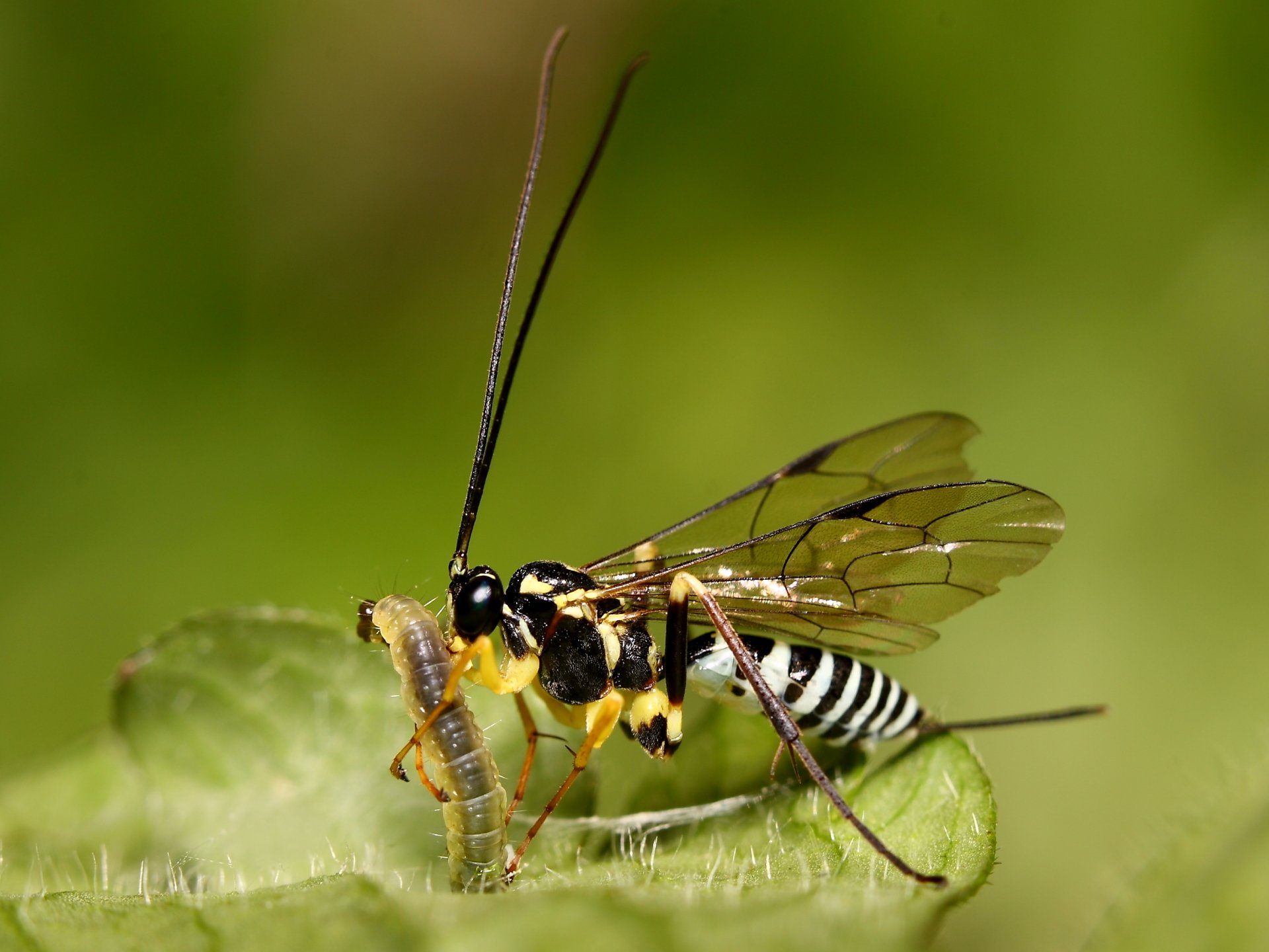 Download Animal Insect HD Wallpaper | 2765x2074 | Wallpaper Abyss
